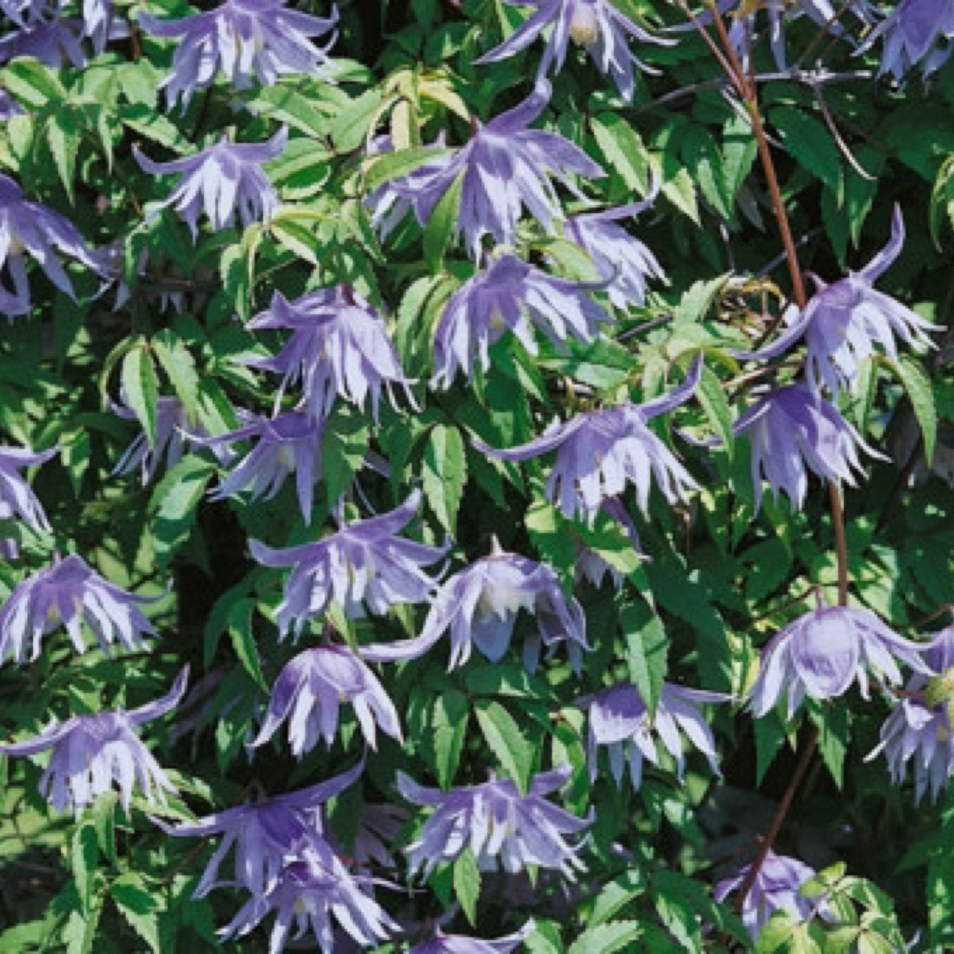 Clematis Lagoon | FLOWERHOUSE at Anther farm